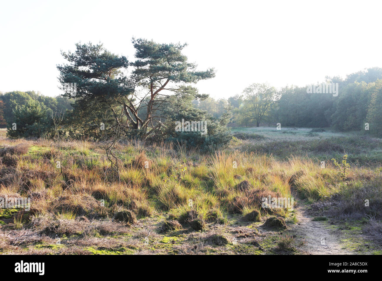De Maasduinen National Park High Resolution Stock Photography and ...