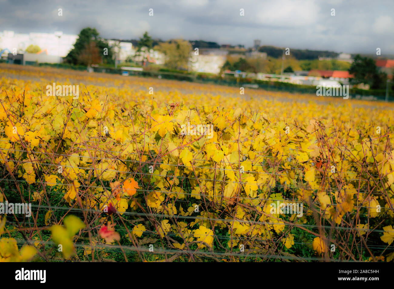 View of vineyard during autumn in the countryside of Reims in France ...