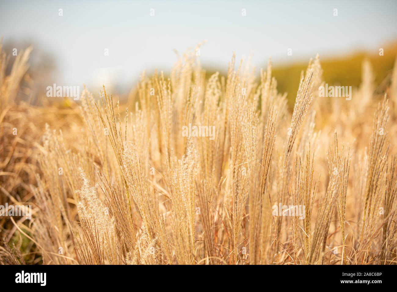 Long grasses silhouette hi-res stock photography and images - Alamy