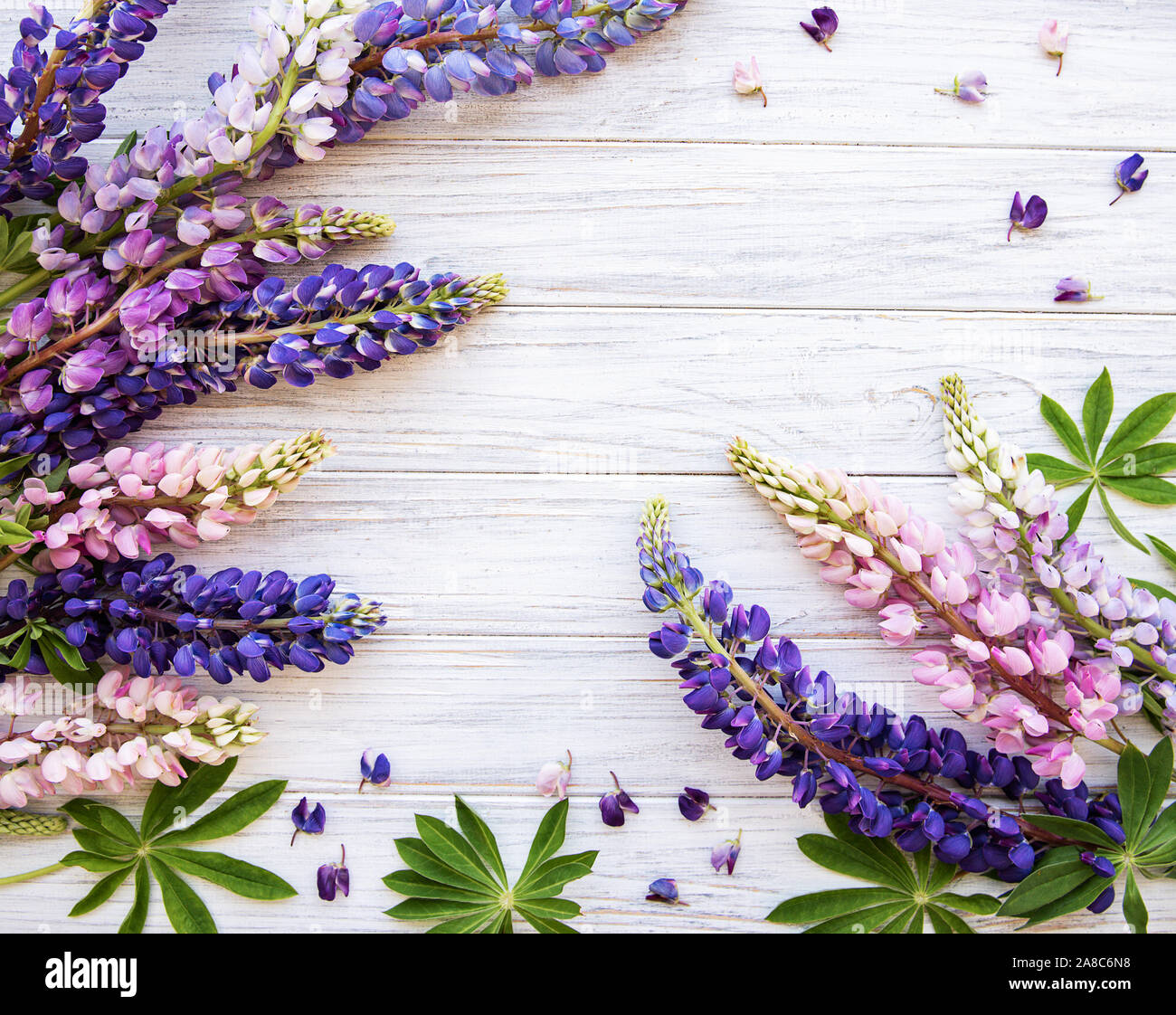 Pink and purple lupine flowers border on a old wooden background Stock ...