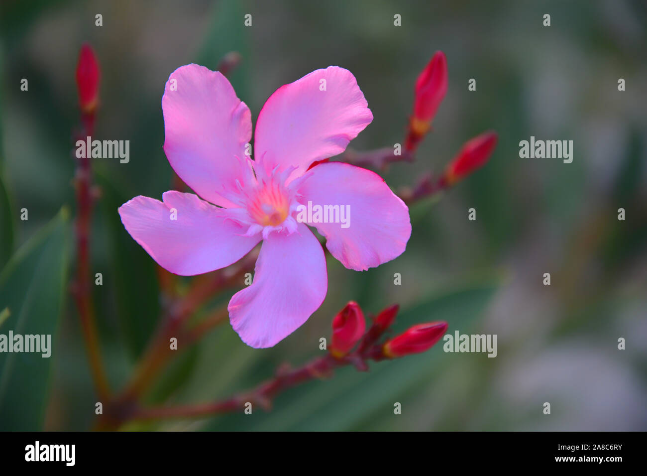 Oleander hot pink hi-res stock photography and images - Alamy
