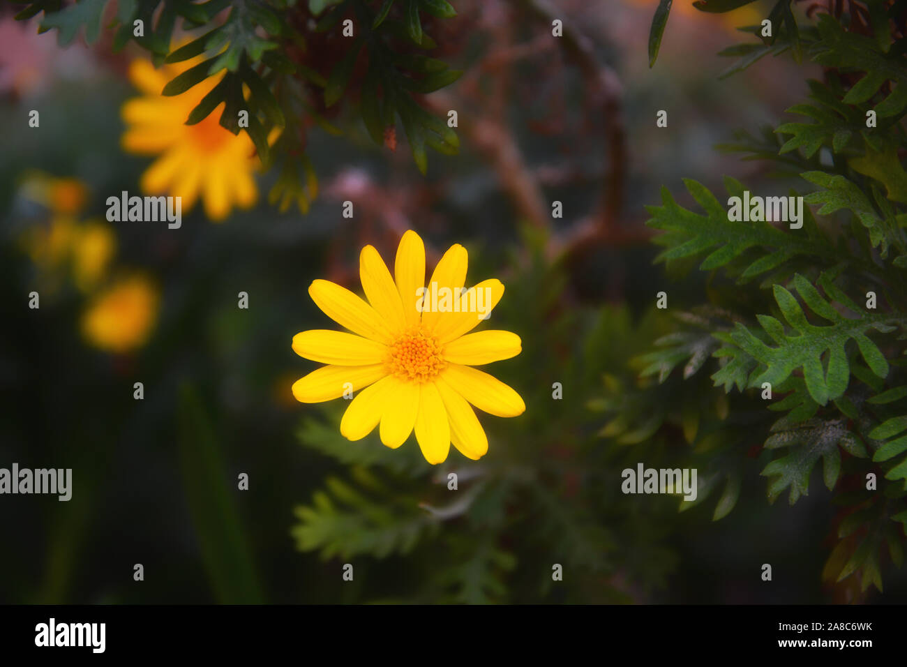 Golden yellow daisy flower hi-res stock photography and images - Alamy