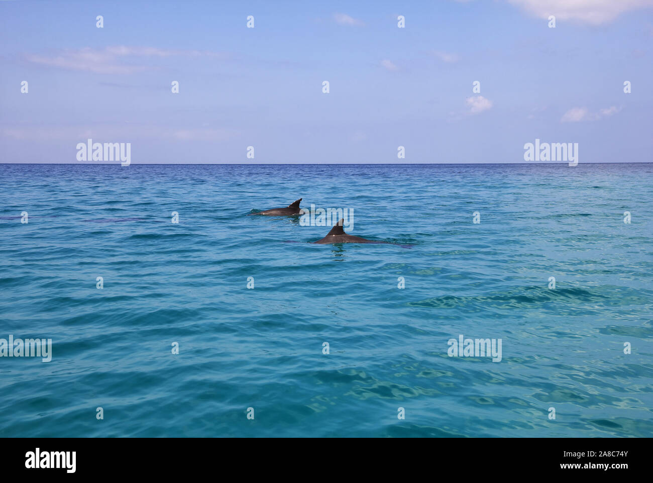 The dolphin in Shuab bay on Socotra island, Indian ocean, Yemen Stock ...
