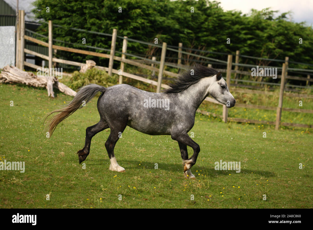 Bay Welsh Pony High Resolution Stock Photography and Images - Alamy