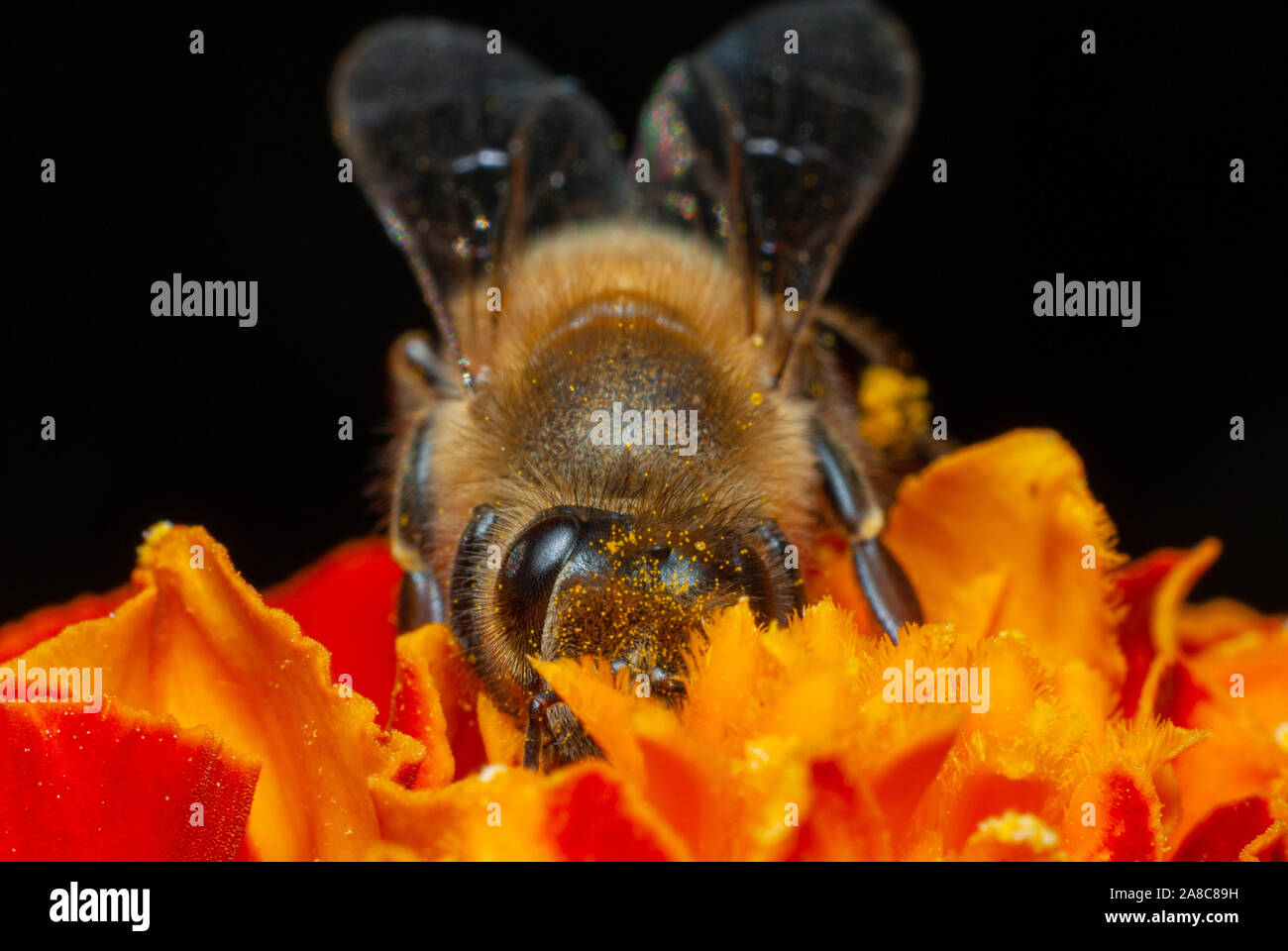 Invisible flower hi-res stock photography and images - Alamy