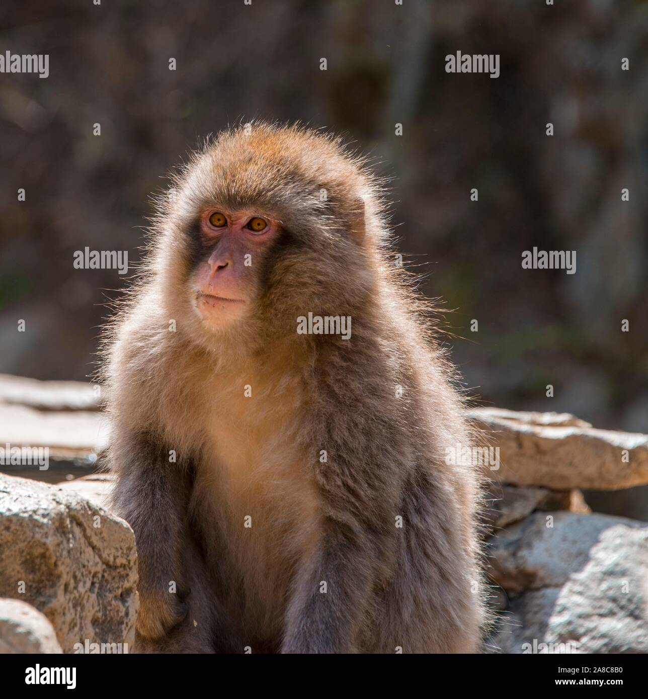 Japanese macaque (Macaca fuscata), Yamanouchi, Nagano Prefecture ...