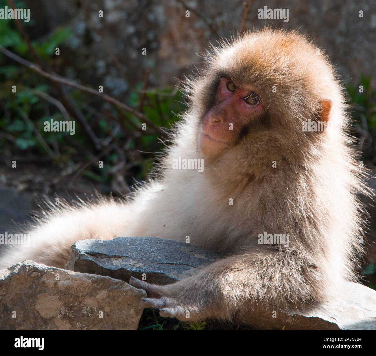 Japanese macaque (Macaca fuscata) looks questioningly into the camera ...