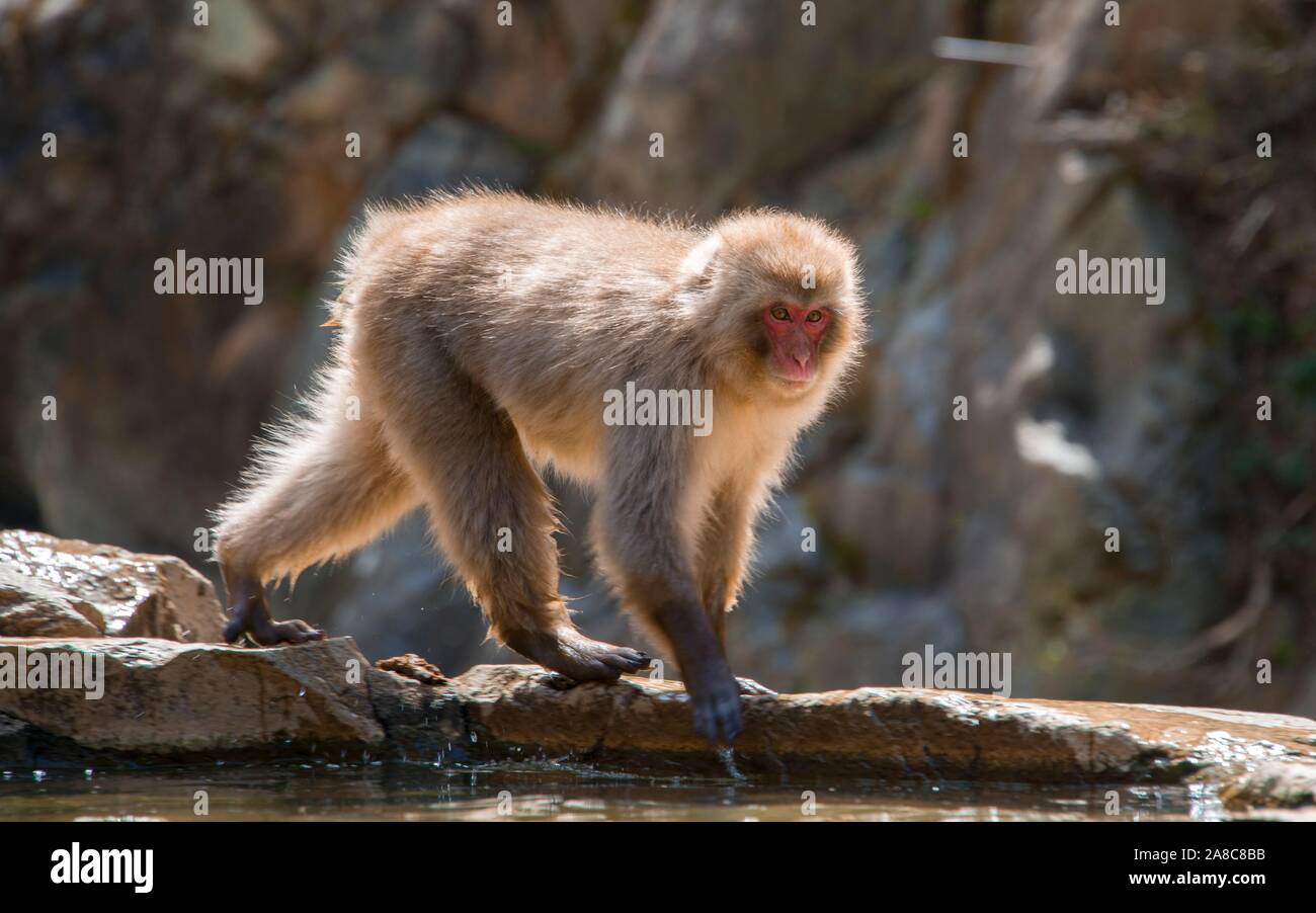 Japanese macaque (Macaca fuscata), running on water, Yamanouchi, Nagano ...