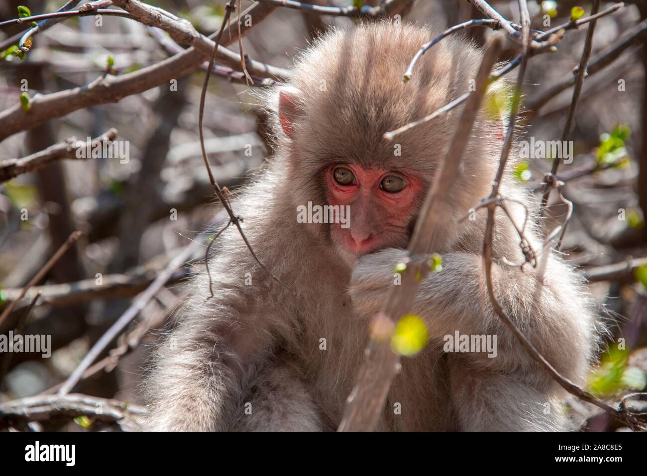 Japanese macaque (Macaca fuscata), young animal sitting in a tree ...