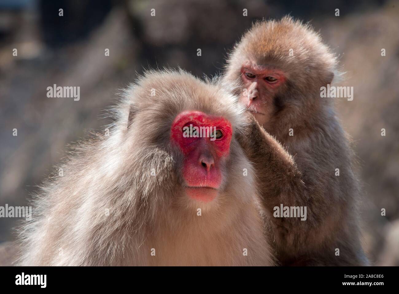 Two Japanese macaque (Macaca fuscata) in body care, delousing ...