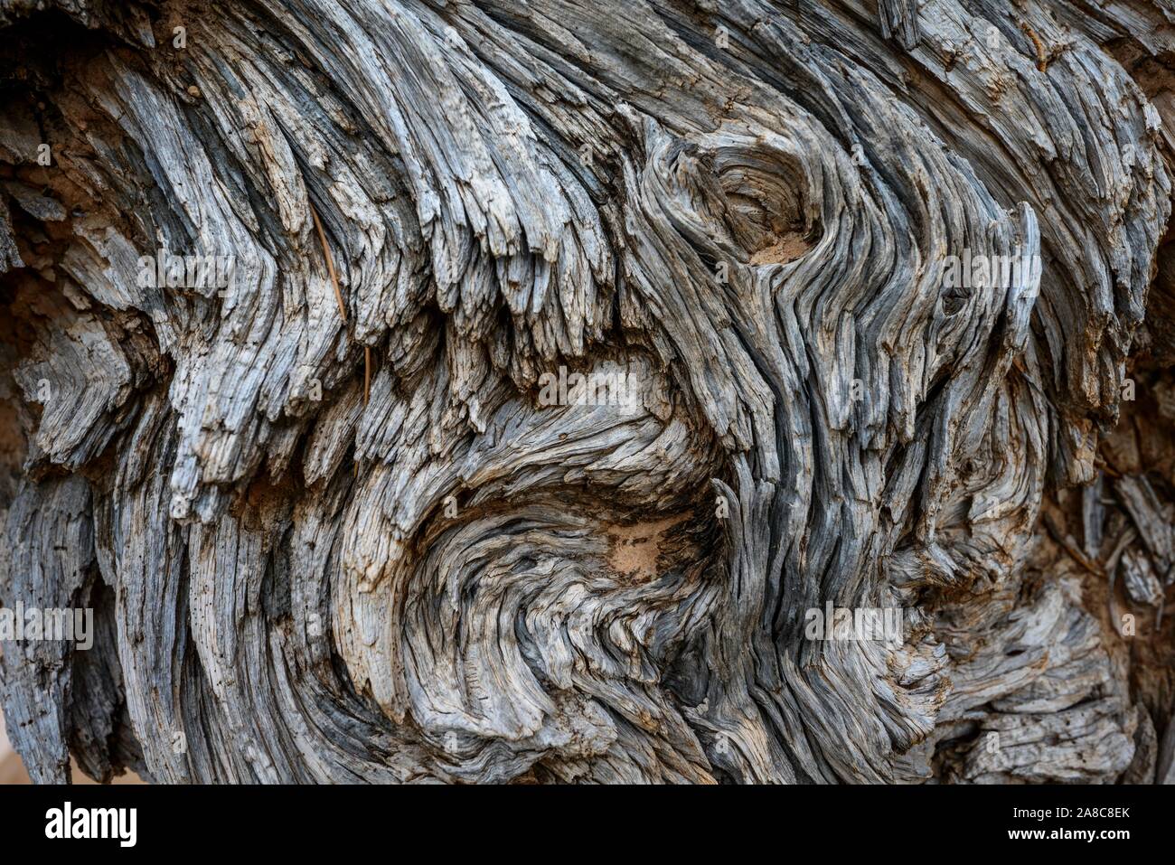 Deadwood, overgrown bark, detail, structure, Natural Bridges National ...