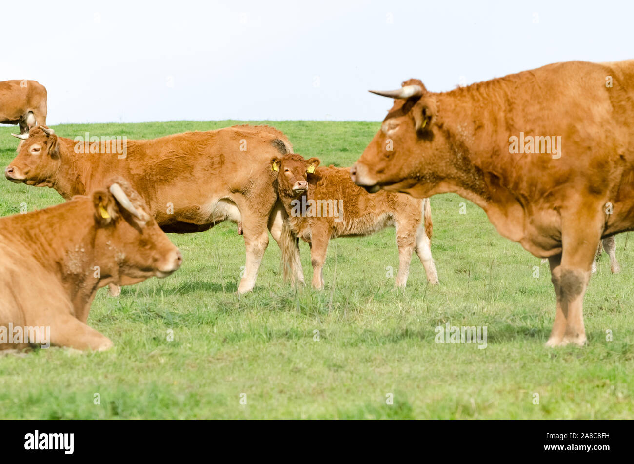 Germany farm cow hi-res stock photography and images - Alamy