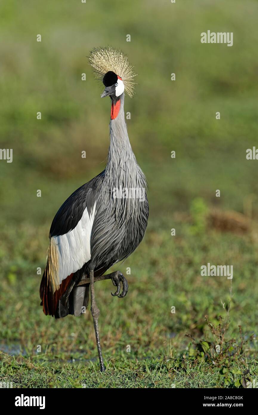 Crane standing on one leg hi-res stock photography and images - Alamy