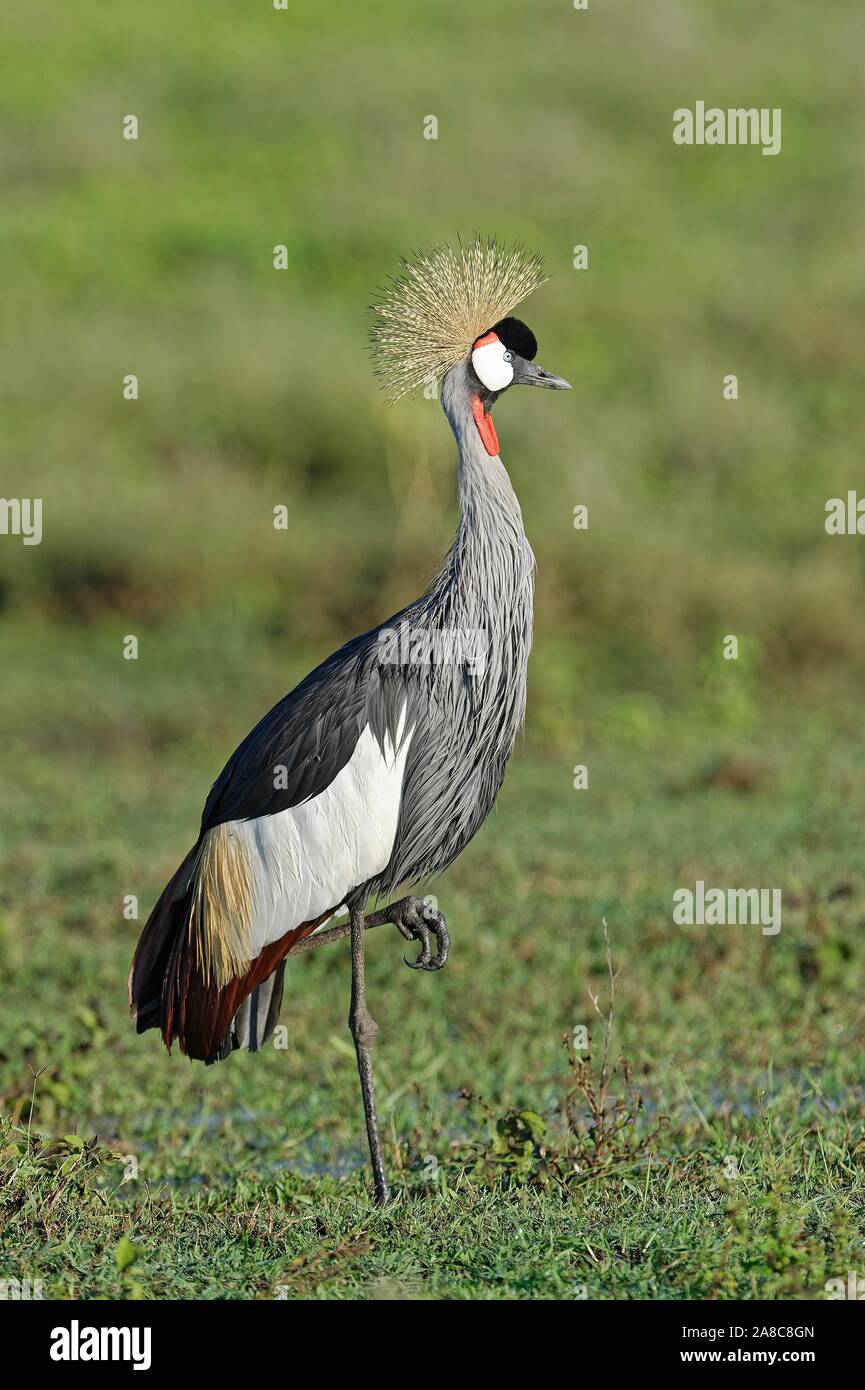 Crane standing on one leg hi-res stock photography and images - Alamy