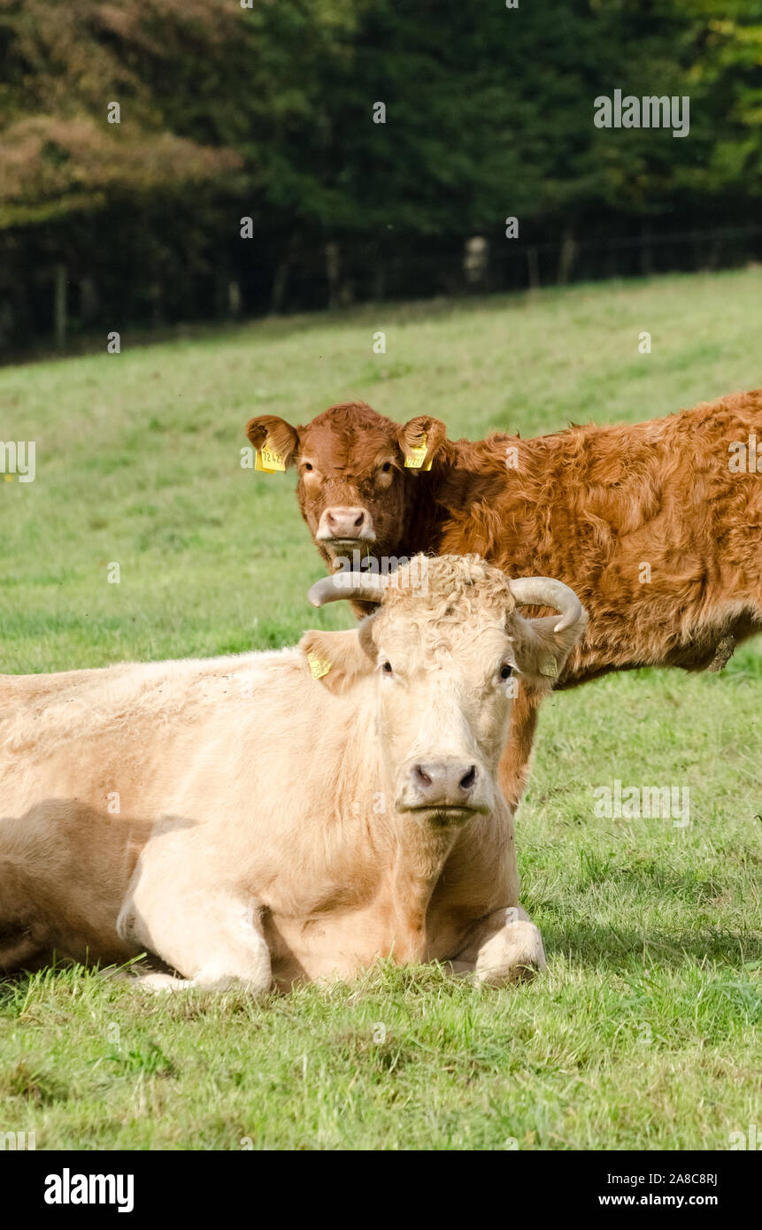 Charolaise cow hi-res stock photography and images - Alamy