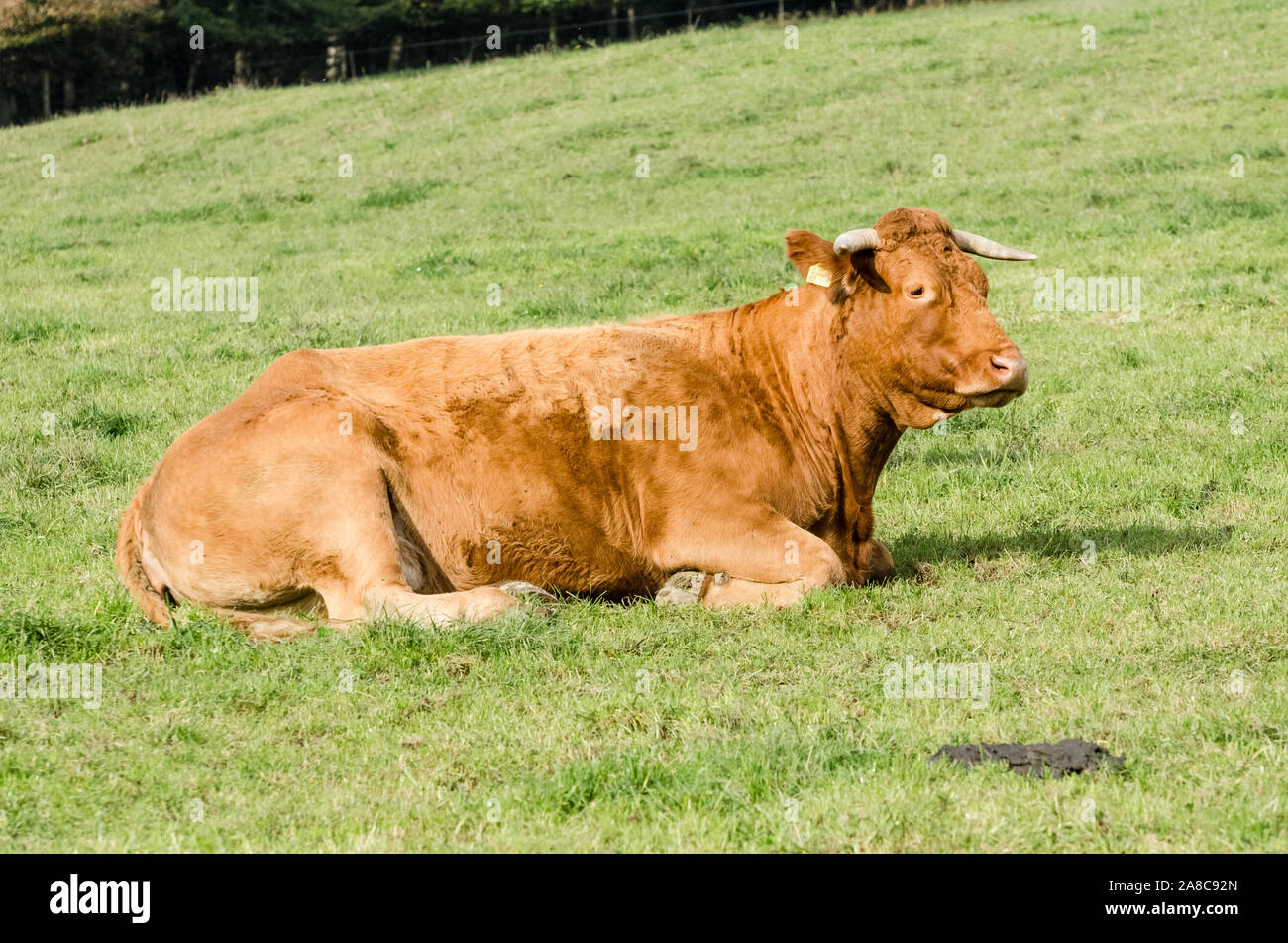 Domestic cattle bos taurus herd hi-res stock photography and images - Alamy