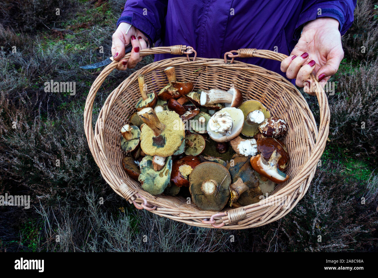 Foraged foods hi-res stock photography and images - Alamy