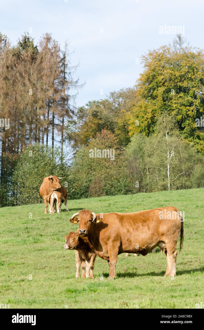 Germany farm cow hi-res stock photography and images - Alamy