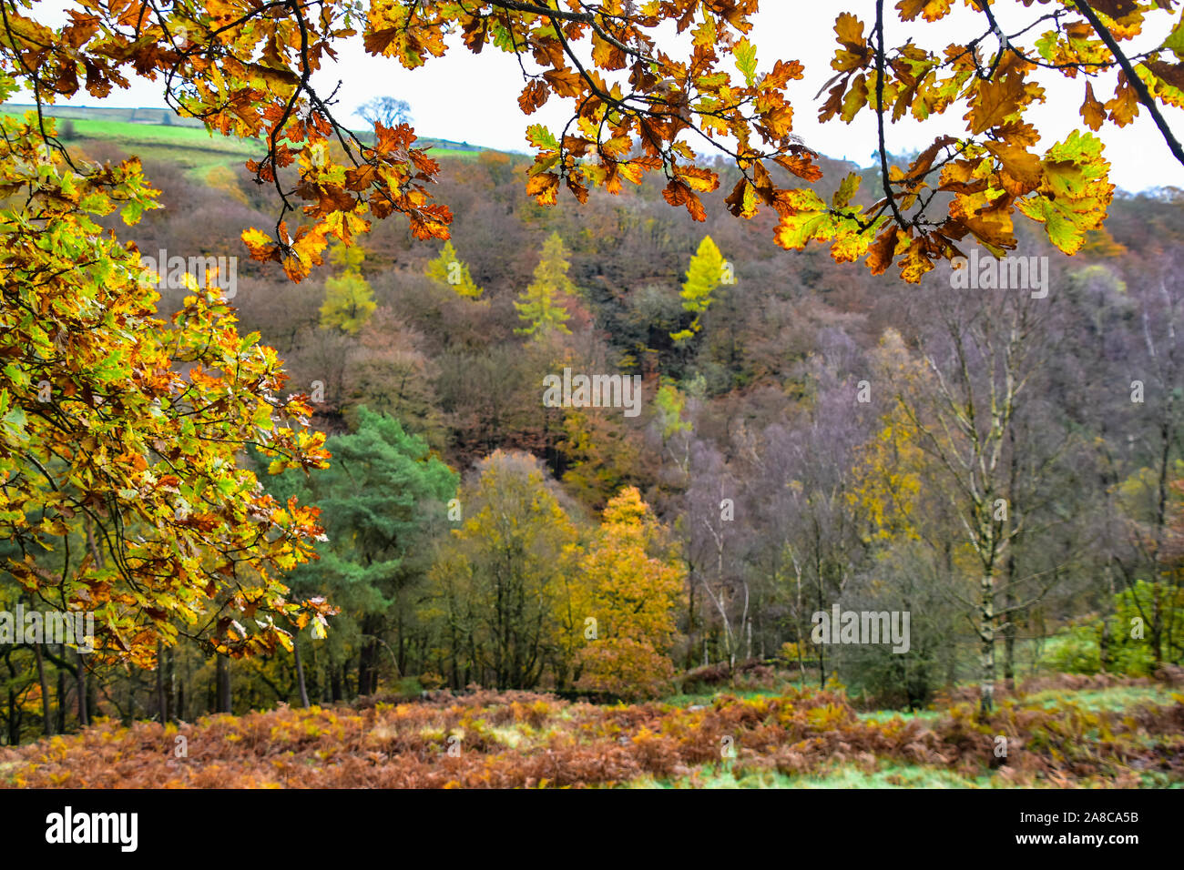 Silver oak tree hi-res stock photography and images - Alamy