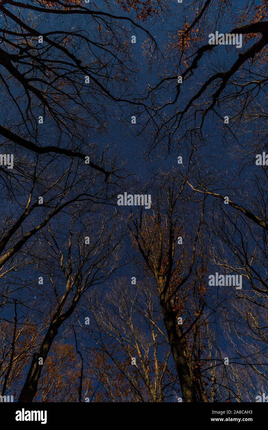 Night Autumn forest under the moonlit and starry sky Stock Photo - Alamy