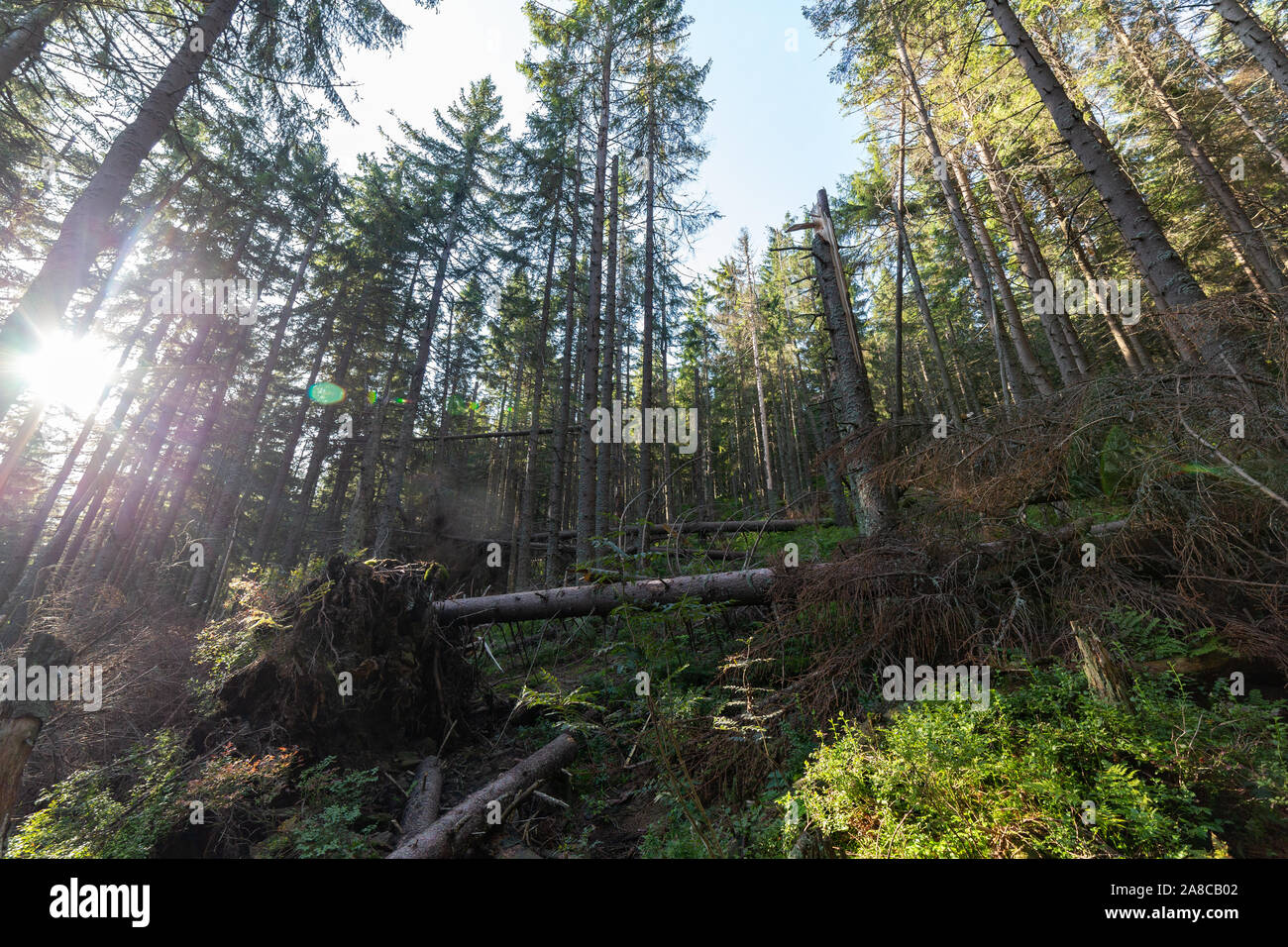 Sunrise through fallen tree hi-res stock photography and images - Alamy