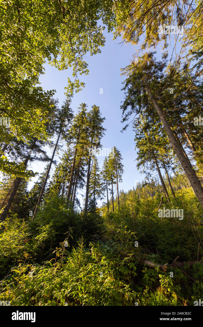 Forest landscape, green trees in summer Stock Photo - Alamy