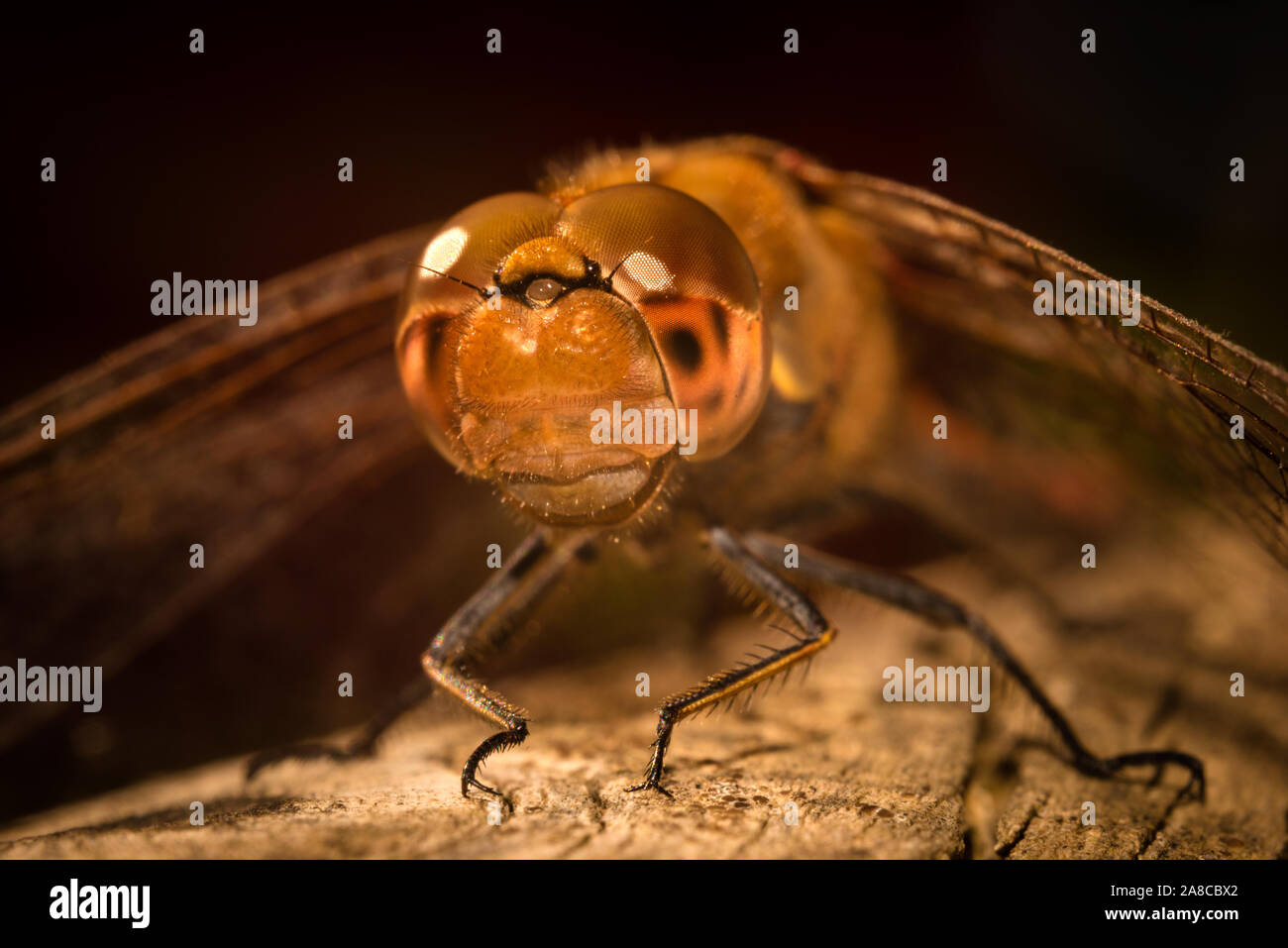 Extreme front macro photograph from a red dragonfly sitting on a wood ...