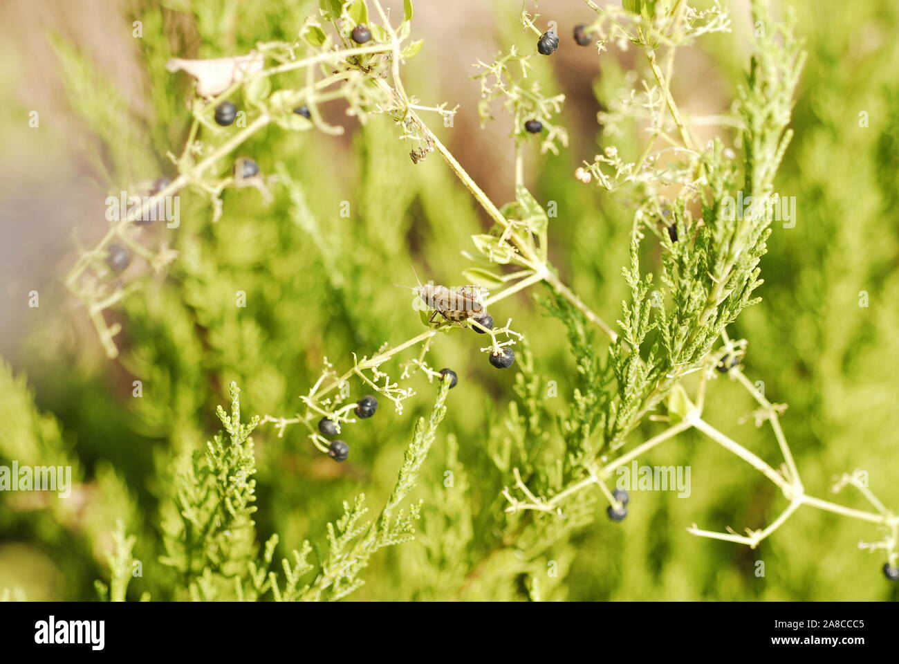 Field of black berries hi-res stock photography and images - Alamy
