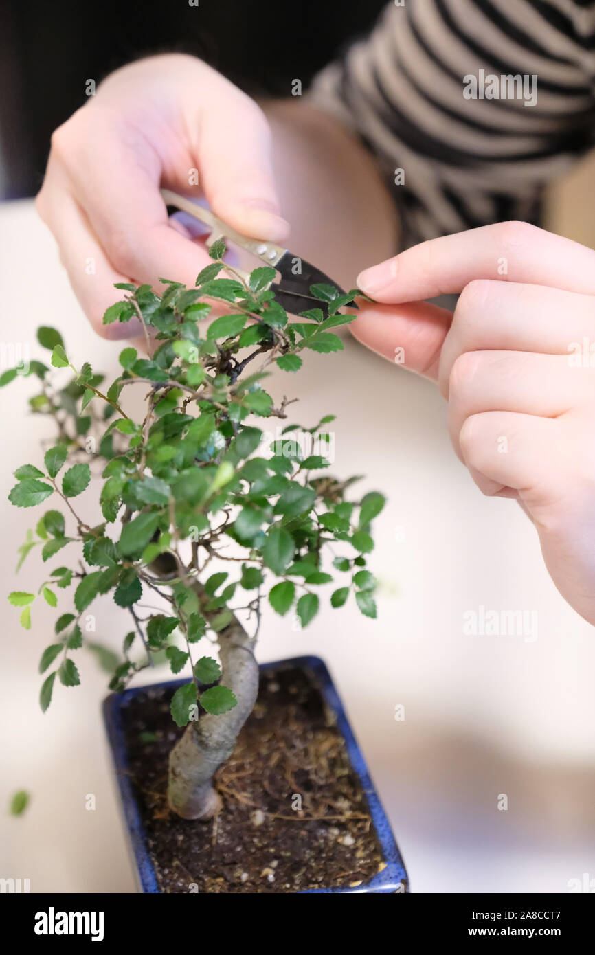 Shaping bonsai tree hi-res stock photography and images - Alamy
