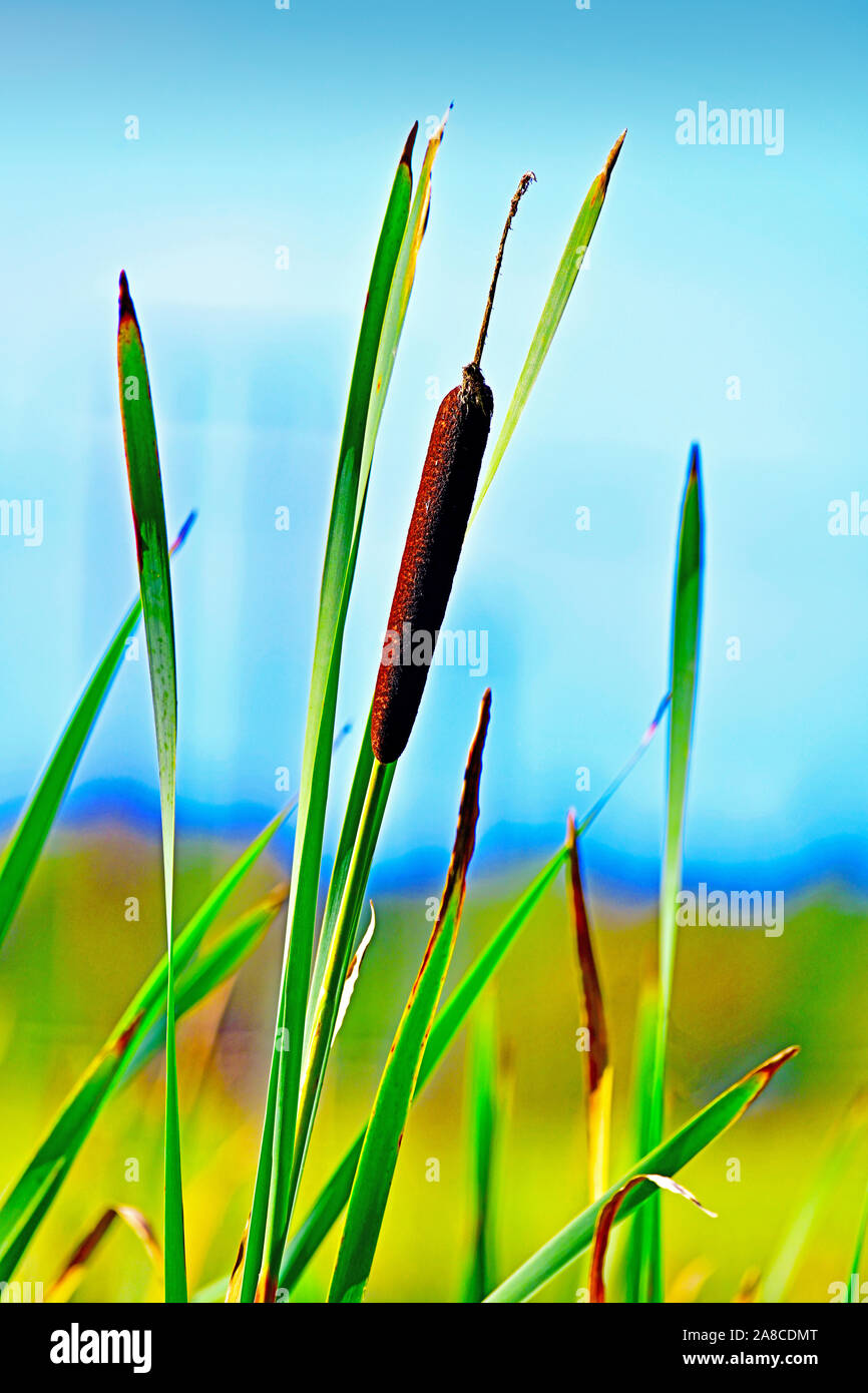 Bullrushes and grass hi-res stock photography and images - Alamy