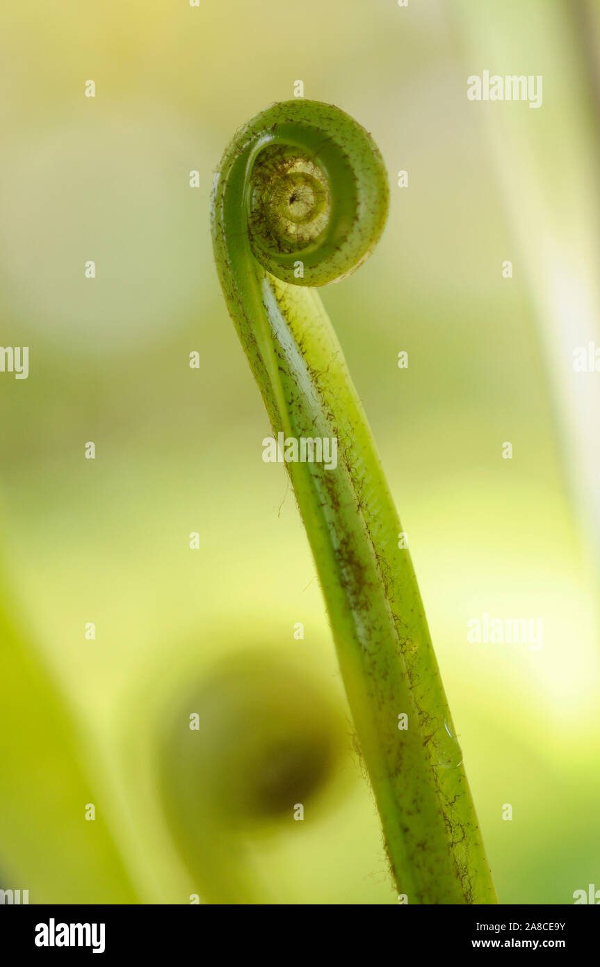 Fiddle head Ferns a tropical rain forest species in the morning light ...