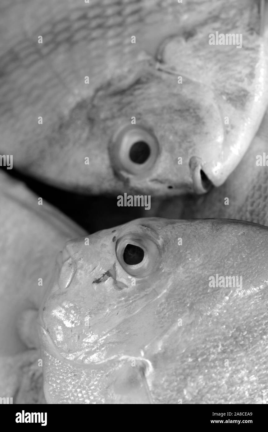 Fresh fish omega in Black and White Stock Photos & Images - Alamy
