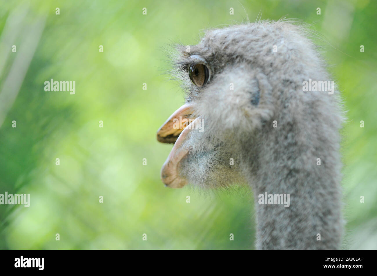 Back view of african ostrich hi-res stock photography and images - Alamy