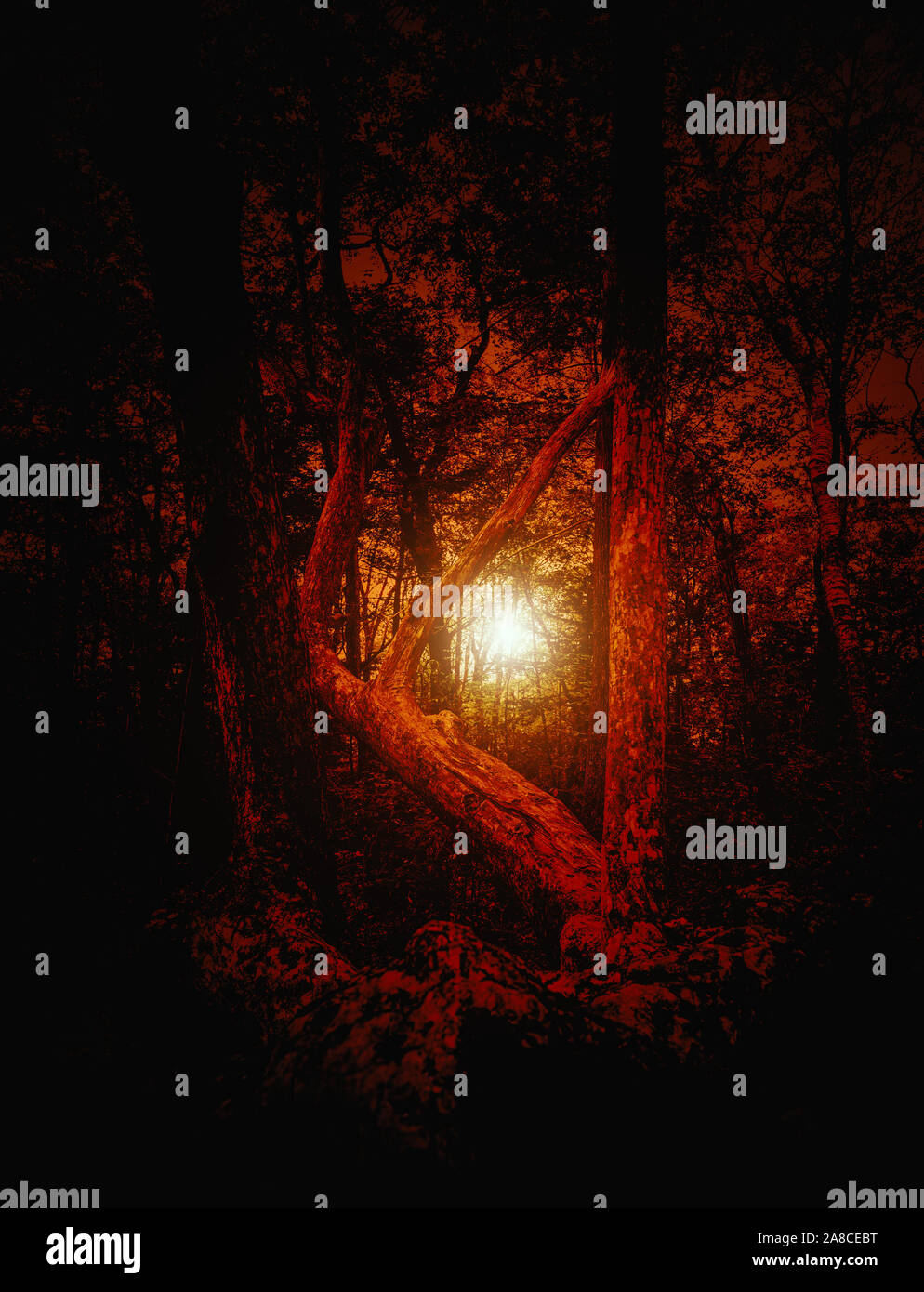 Beautiful mystical forest in red tones Stock Photo - Alamy