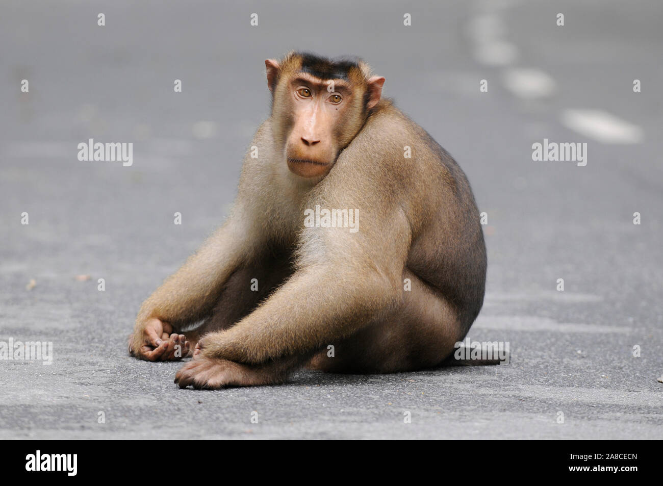 Alpha male monkey hi-res stock photography and images - Alamy