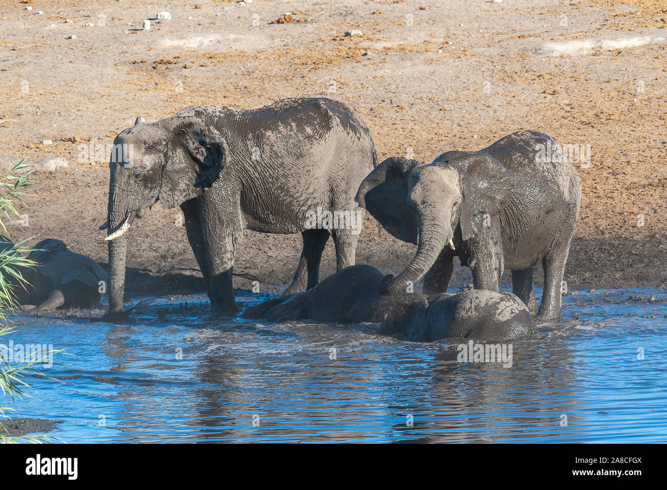 Big elephant bull taking hi-res stock photography and images - Alamy