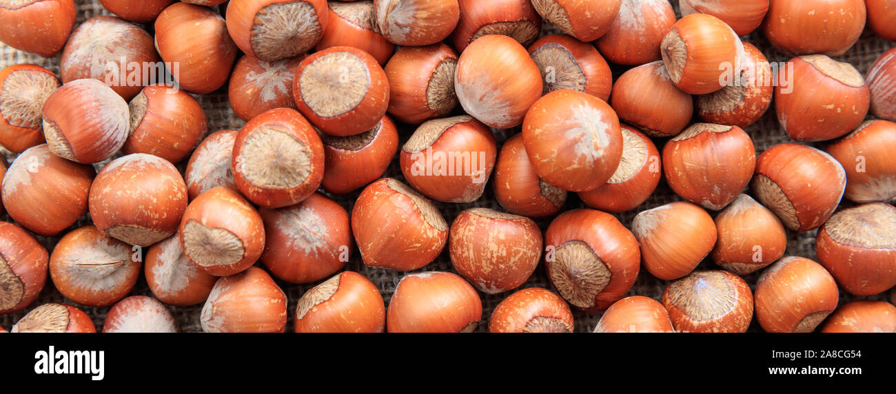 Hazelnuts whole with shell full background texture, banner, top view ...