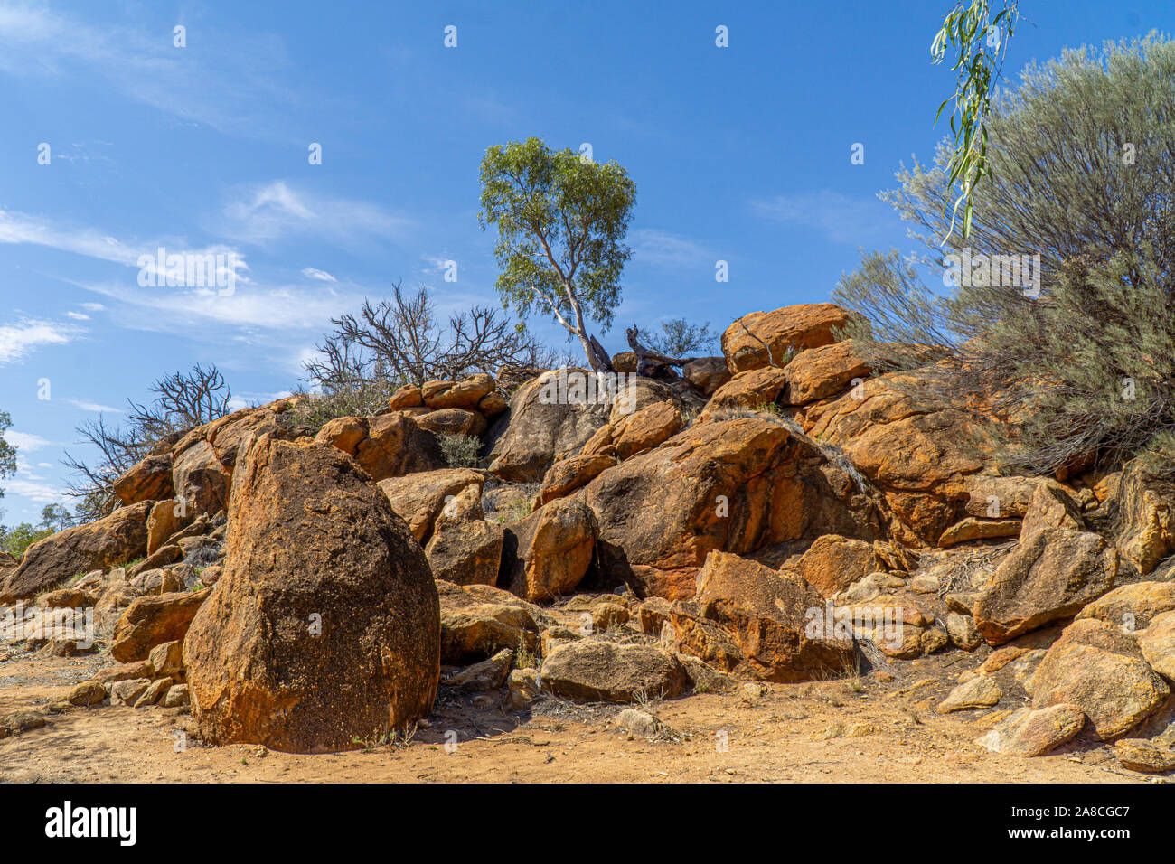 in the australian outback some dry bushes and grasses stand in the ...