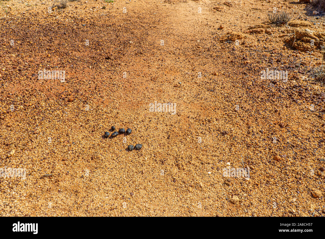 in the australian outback some dry bushes and grasses stand in the ...