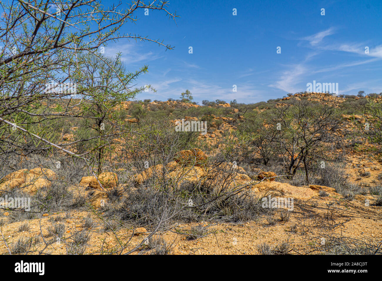 in the australian outback some dry bushes and grasses stand in the ...