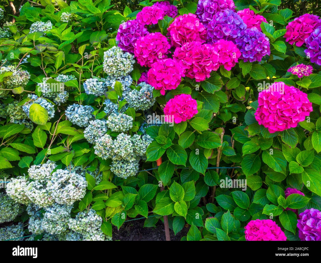 Colorful flowes hi-res stock photography and images - Alamy