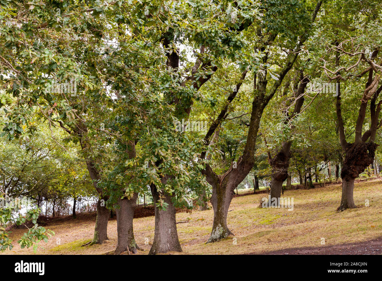 A big forest hi-res stock photography and images - Alamy