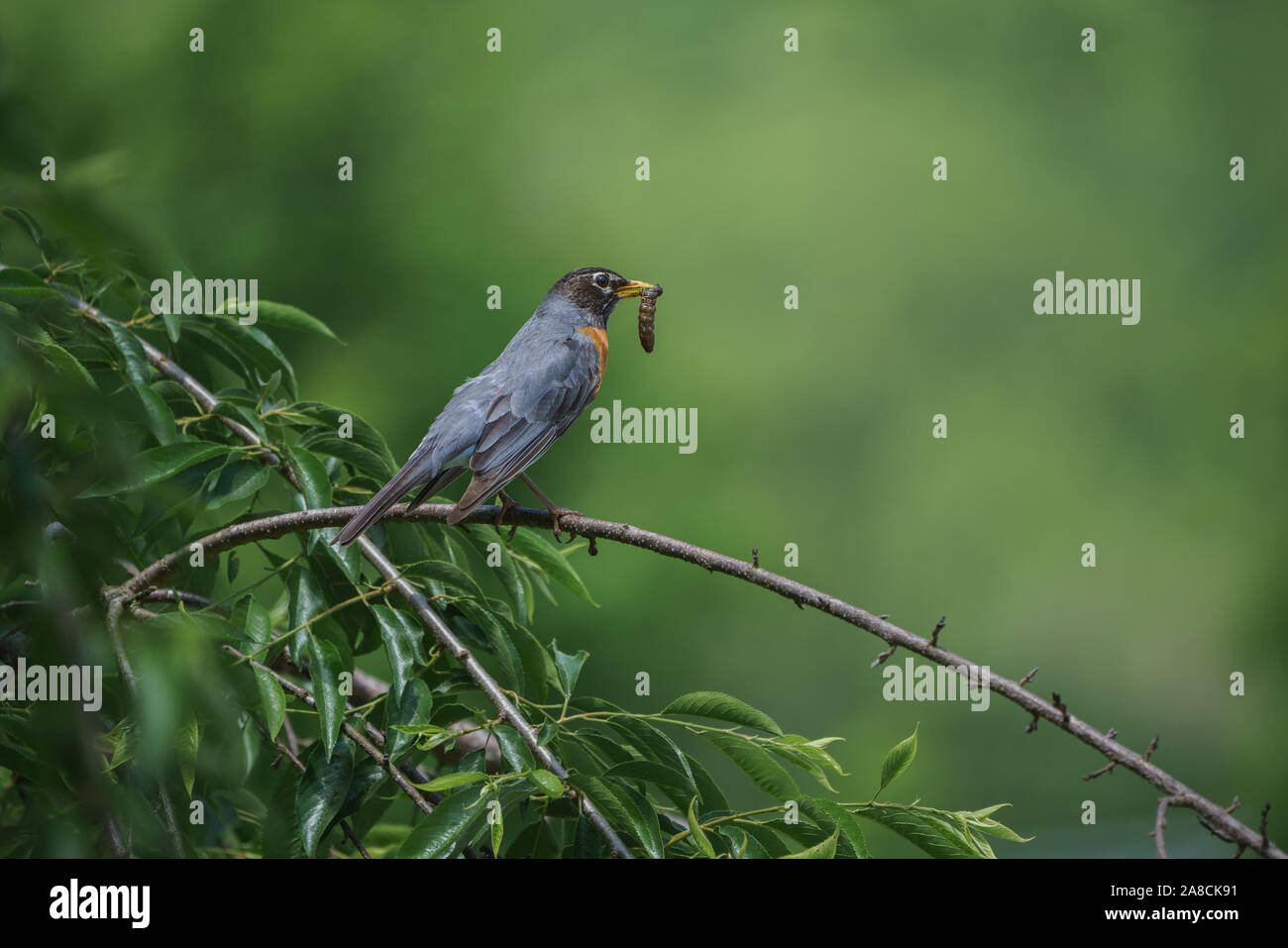 Robin with worm hi-res stock photography and images - Alamy