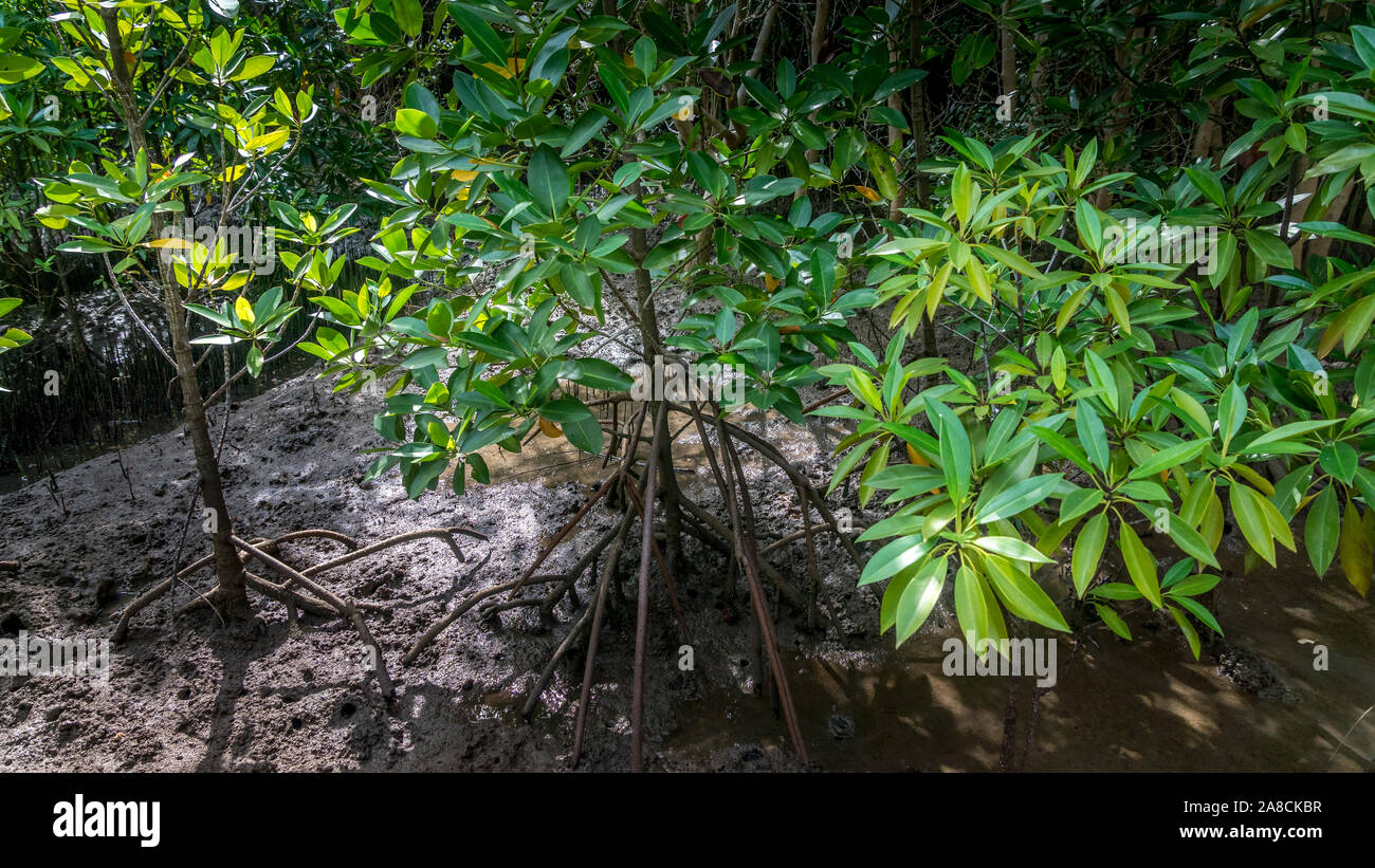 Mangrove, honko in malagasian language close to Tulear, NGO ...
