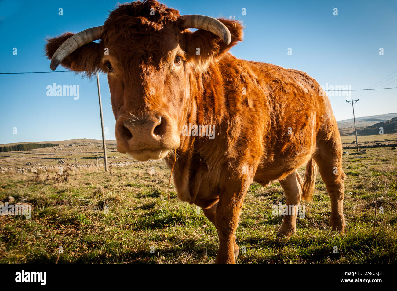 wide angle portrait of a cow,in fields with blue sky and grass.aubrac ...
