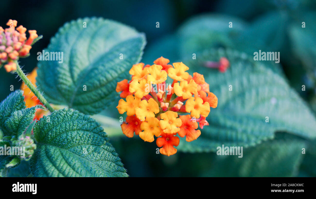 Colorful Flower Closeup with leaves Stock Photo - Alamy