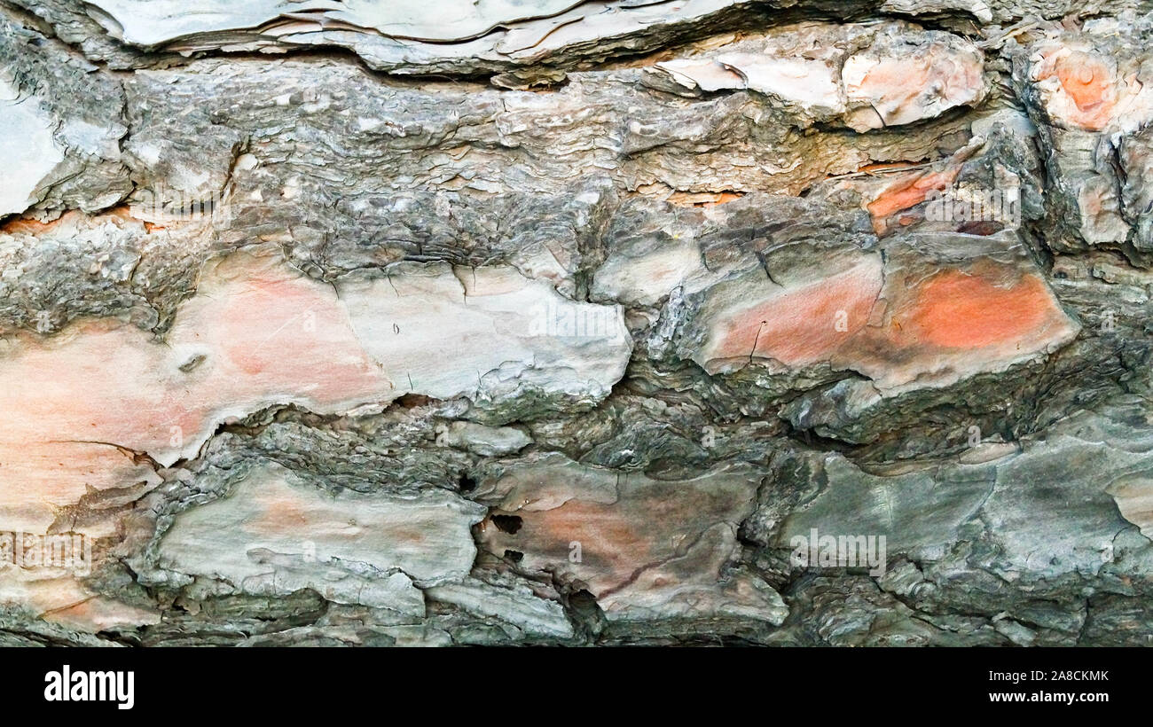 Plant Stem Cracked Wood Pattern Closeup Stock Photo - Alamy