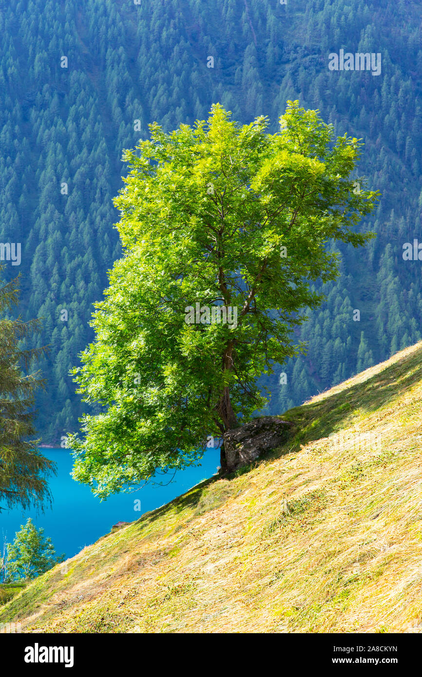 Tree on mountain hi-res stock photography and images - Alamy