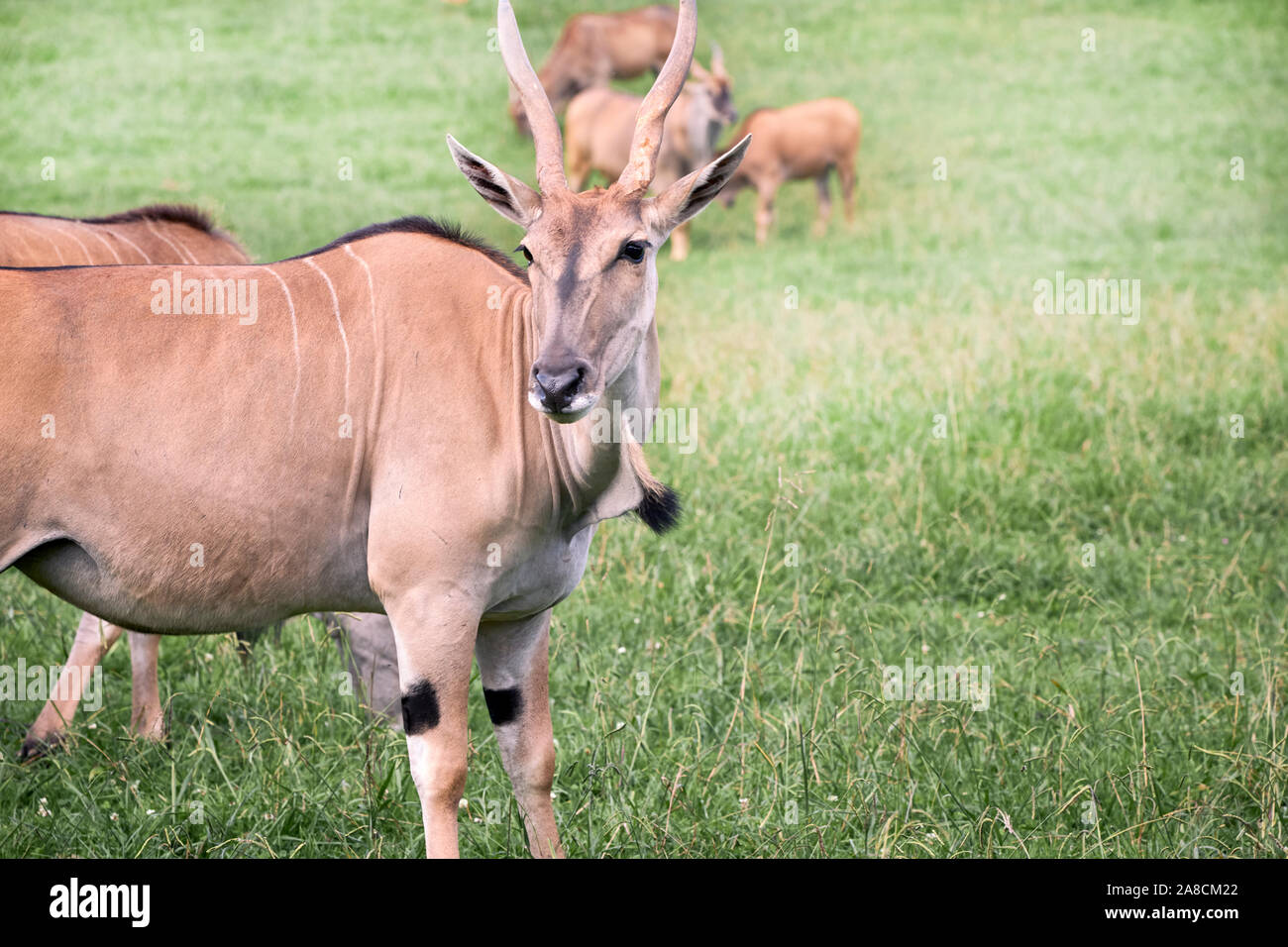 African Antelopes High Resolution Stock Photography and Images - Alamy