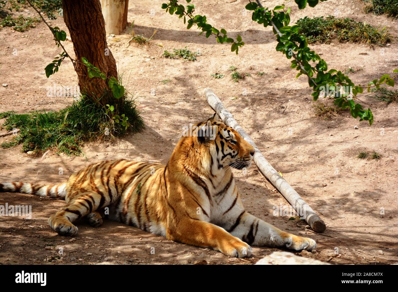 Strong tiger hi-res stock photography and images - Alamy